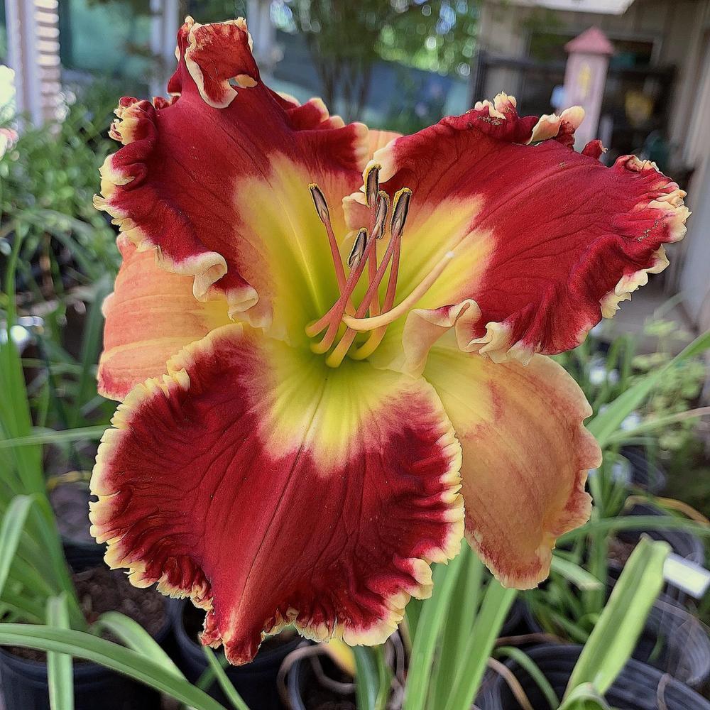 Photo of the bloom of Daylily (Hemerocallis 'Red Kaboom') posted by ...