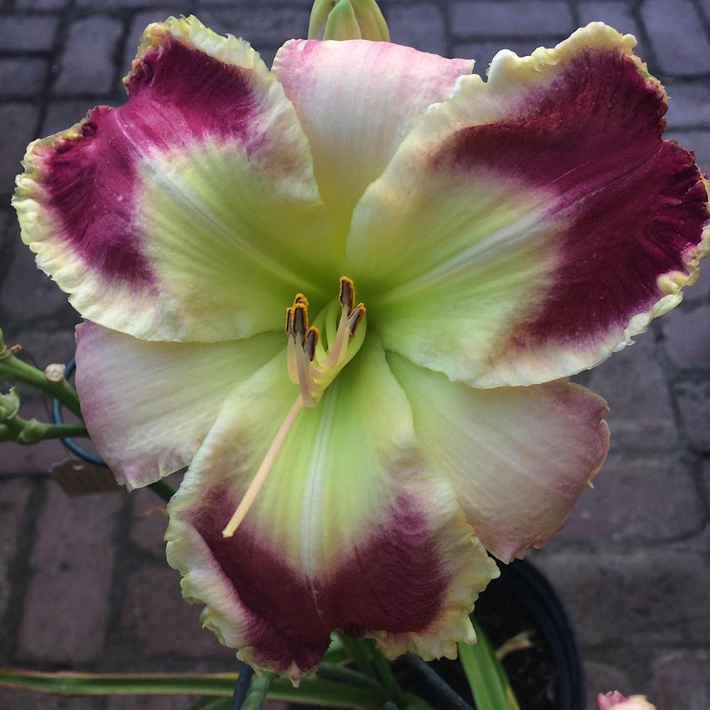 Photo of the bloom of Daylily (Hemerocallis 'New Latitude') posted by ...