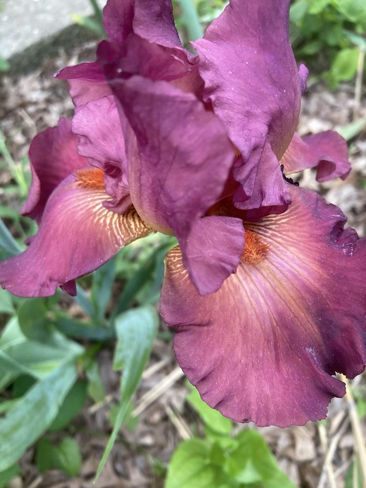 Photo of the bloom of Tall Bearded Iris (Iris 'Lady Friend') posted by ...