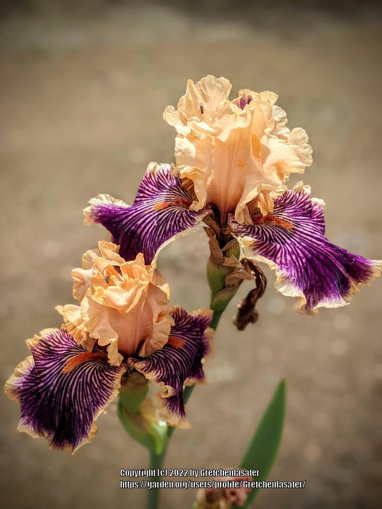 Photo of the bloom of Tall Bearded Iris (Iris 'Reality Check') posted ...