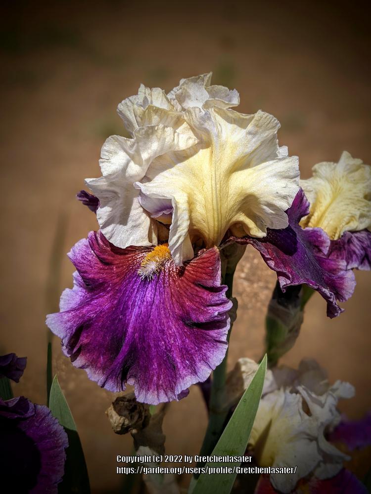 Photo of the bloom of Tall Bearded Iris (Iris 'Triple Dip') posted by Gretchenlasater - Garden.org