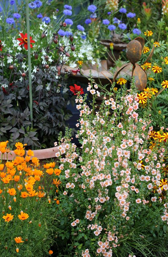 Photo of the entire plant of Mask Flower (Alonsoa meridionalis 'Apricot ...