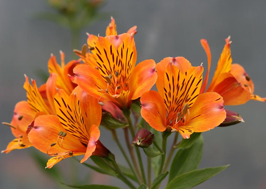 Photo of the bloom of Princess Lily (Alstroemeria 'Third Harmonic ...
