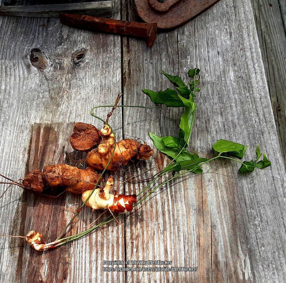 Photo of the roots of Catbrier (Smilax) posted by WebTucker - Garden.org