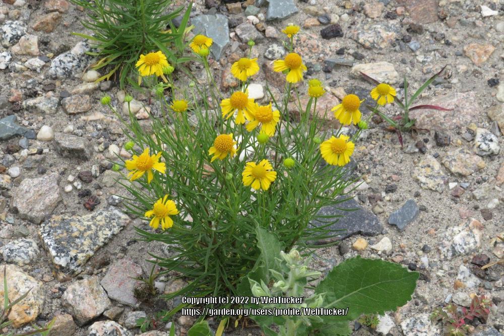 Photo of the entire plant of Bitterweed (Helenium amarum) posted by ...