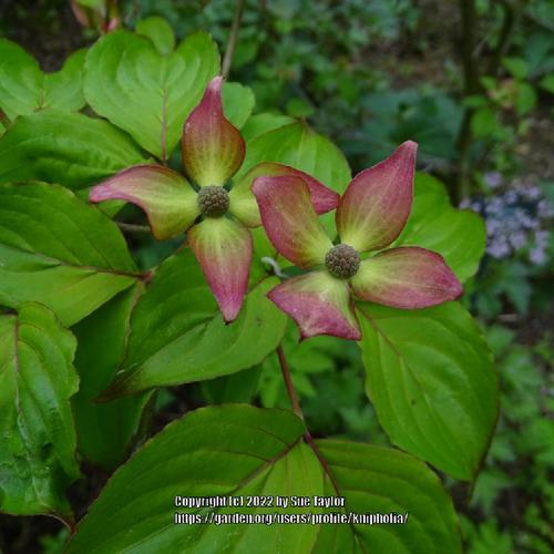 Kousa Dogwood (Cornus kousa Heart Throb®) in the Dogwoods Database ...
