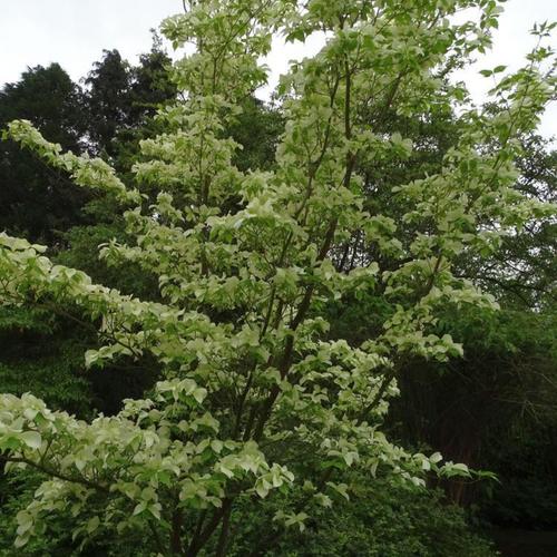 Dogwood (Cornus Stellar Constellation®) in the Dogwoods Database ...