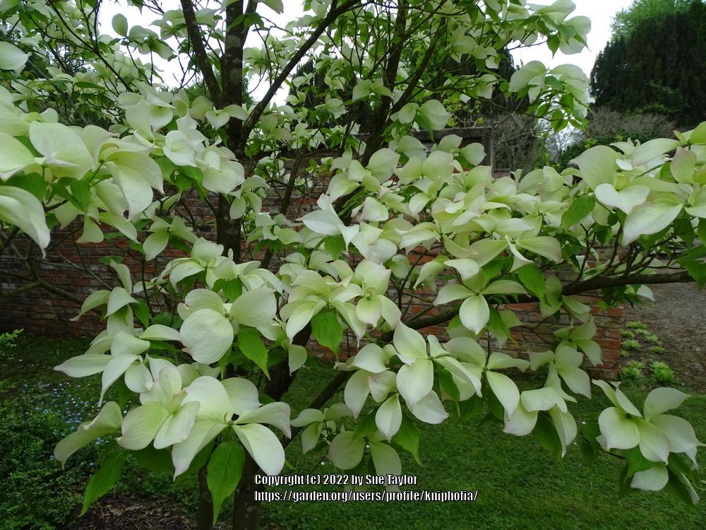 Photo of the bract of Dogwood (Cornus Stellar Constellation®) posted by ...