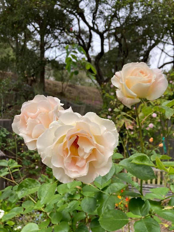 Photo of the bloom of Rose (Rosa 'Rokoko') posted by pmpauley - Garden.org