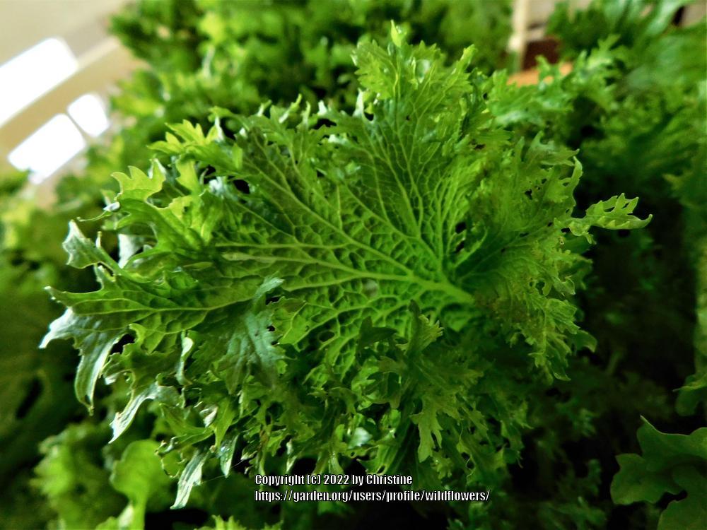 Photo of the leaves of Mustard Greens (Brassica 'Wasabina') posted by ...