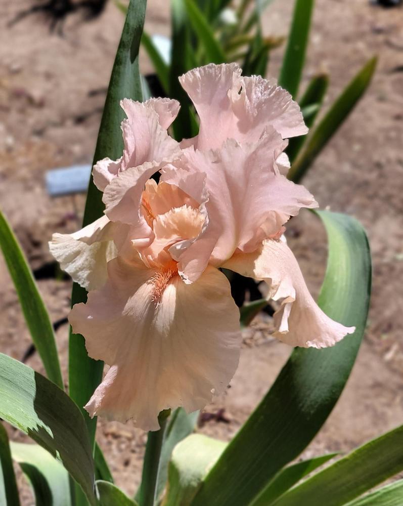 Photo of the bloom of Tall Bearded Iris (Iris 'Angel's Rest') posted by ...