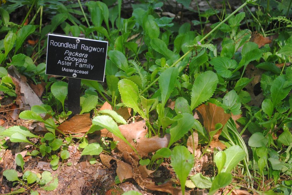 Photo of the leaves of Golden Groundsel (Packera obovata) posted by ...