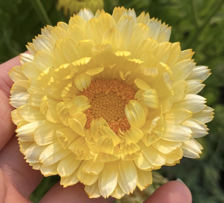 Photo of the bloom of Pot Marigold (Calendula officinalis 'Snow ...