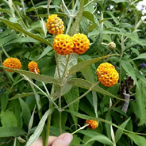 Orange Butterfly Bush (Buddleja globosa) in the Butterfly Bushes ...