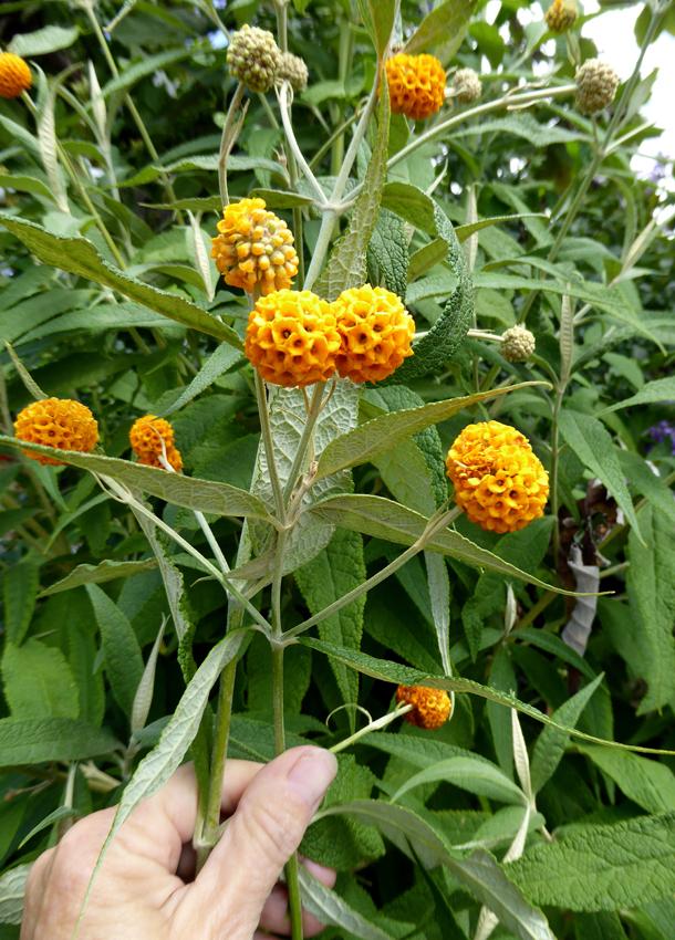 Orange Butterfly Bush (Buddleja globosa) in the Butterfly Bushes ...