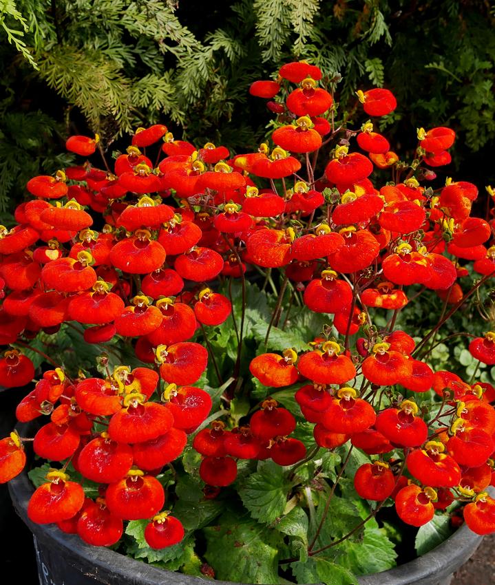 Photo of the entire plant of Pocketbook Plant (Calceolaria Calynopsis ...