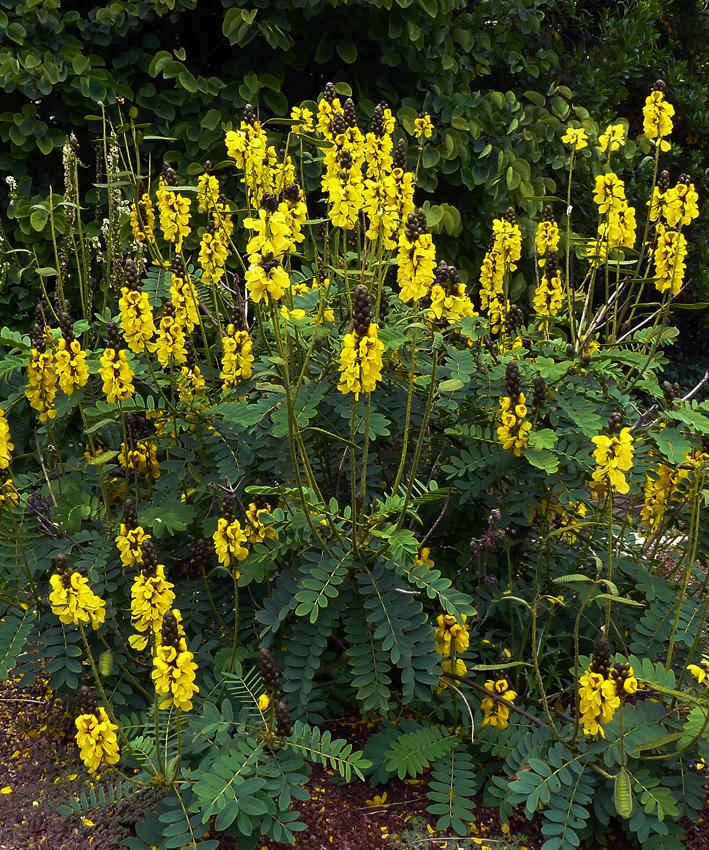 Photo of the entire plant of Popcorn Cassia (Senna didymobotrya) posted ...