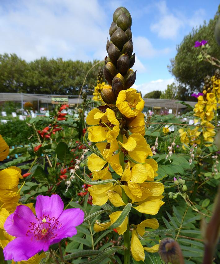Photo of the bloom of Popcorn Cassia (Senna didymobotrya) posted by Joy ...
