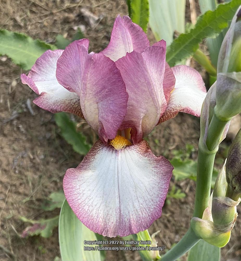 Miniature Tall Bearded Iris (Iris 'Crafted') in the Irises Database ...