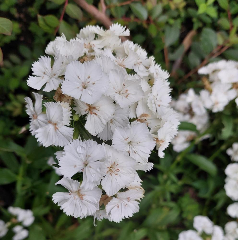 Sweet William (Dianthus barbatus 'Albus') in the Dianthus Database ...