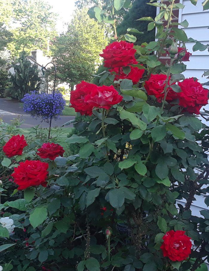 Photo of the bloom of Rose (Rosa 'Snowfire') posted by LivinEZ - Garden.org