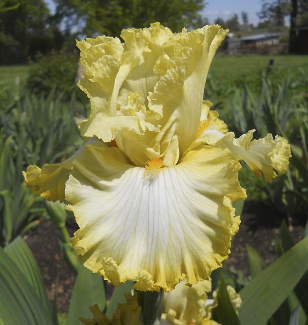 Photo of the bloom of Tall Bearded Iris (Iris 'Smiles All Around') posted by TBManOR - Garden.org