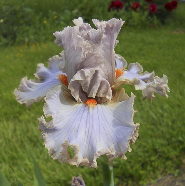 Photo of the bloom of Tall Bearded Iris (Iris 'More than Ruffles ...