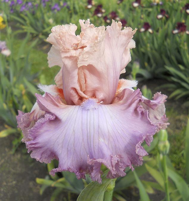Photo of the bloom of Tall Bearded Iris (Iris 'Lace Point') posted by ...