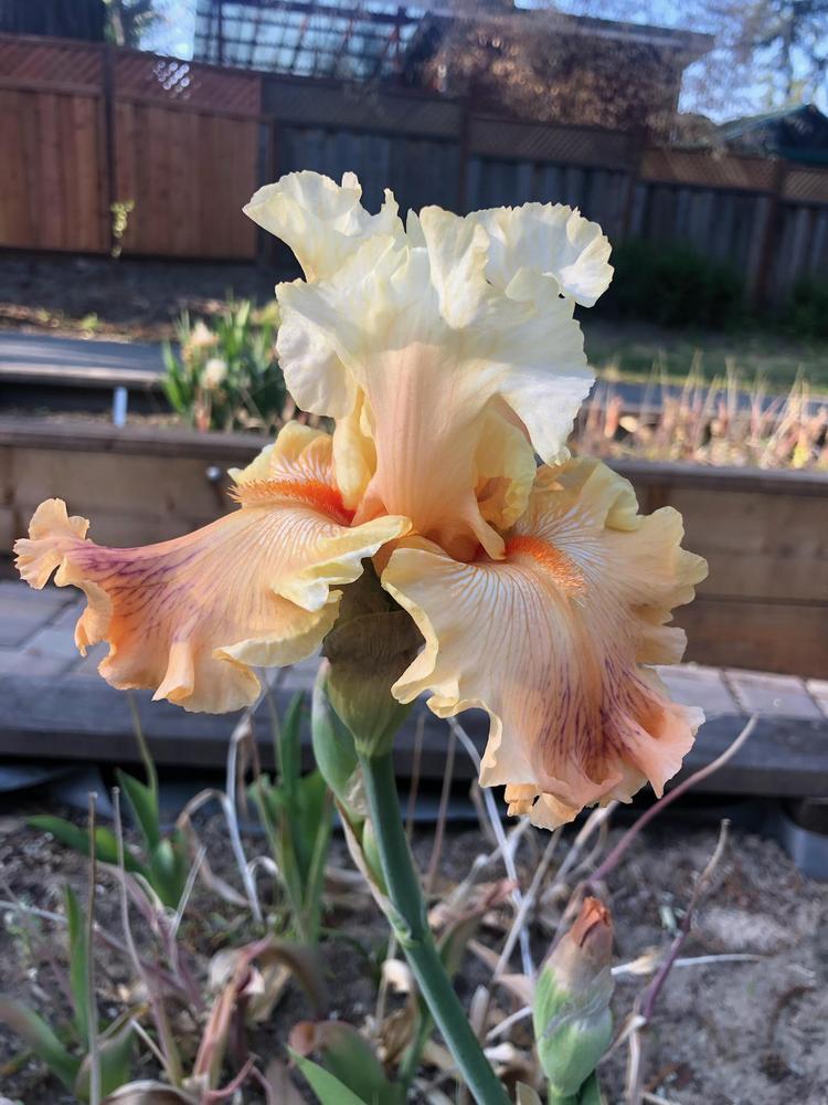Tall Bearded Iris (Iris 'Fancy Footwork') in the Irises Database ...
