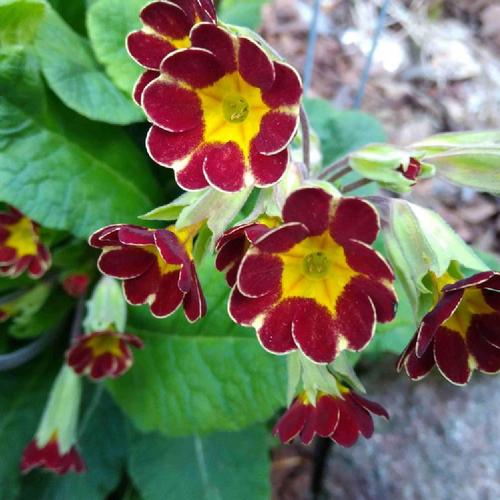 Polyanthus (Primula 'Gold Lace') in the Primroses Database - Garden.org