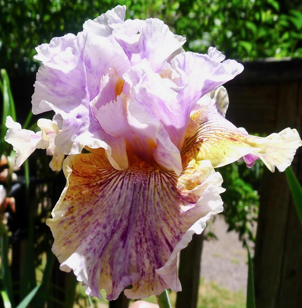 Photo of the bloom of Tall Bearded Iris (Iris 'Zip Zing Zowie') posted by janwax - Garden.org