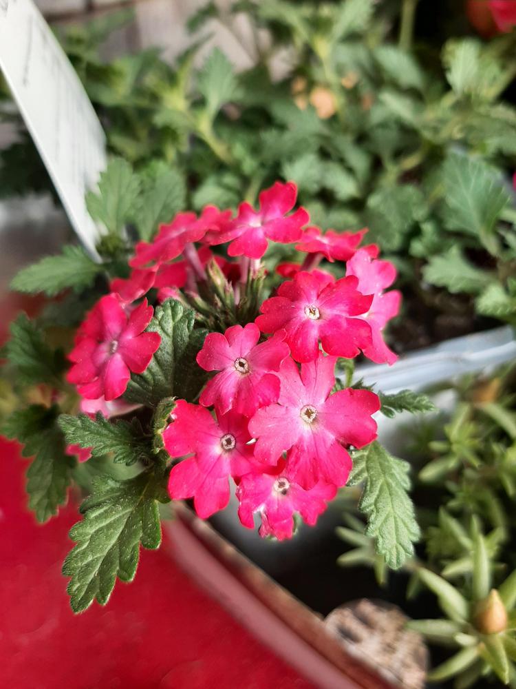 Verbena (Verbena x hybrida Superbena® Royale Iced Cherry) - Garden.org