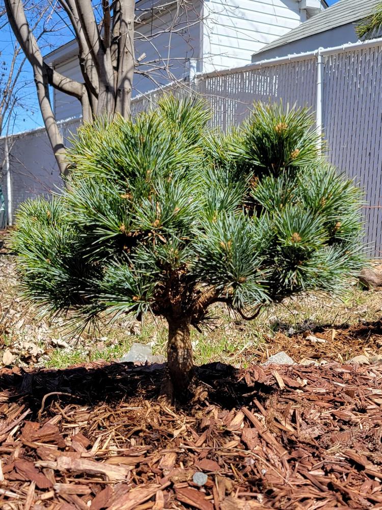 Korean Pine (Pinus koraiensis 'Blue Ball') - Garden.org