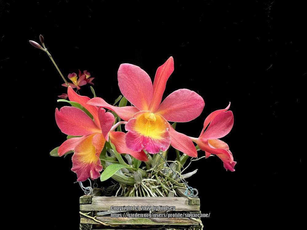 Orchid (Bromecanthe Jamaica Fire 'Montego Bay') - Garden.org