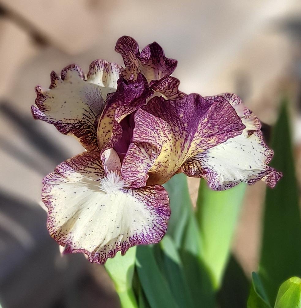Standard Dwarf Bearded Iris (Iris 'True Grit') in the Irises Database ...