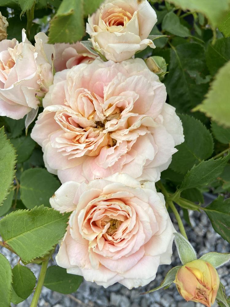 Photo of the bloom of Rose (Rosa 'Fun in the Sun') posted by Calif_Sue ...