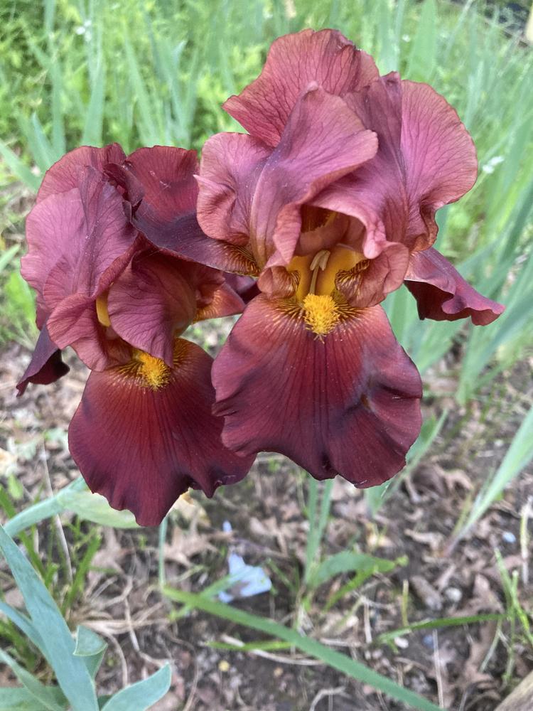 Photo of the entire plant of Tall Bearded Iris (Iris 'Dynamite') posted ...
