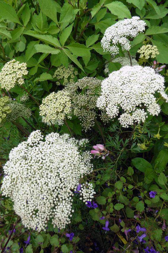 Photo of the bloom of Baltic Parsley (Cenolophium denudatum) posted by ...