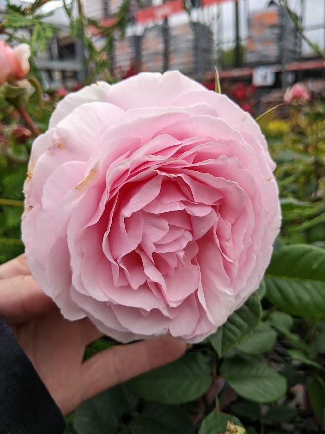 Photo of the bloom of Rose (Rosa 'Scentuous') posted by Joy - Garden.org