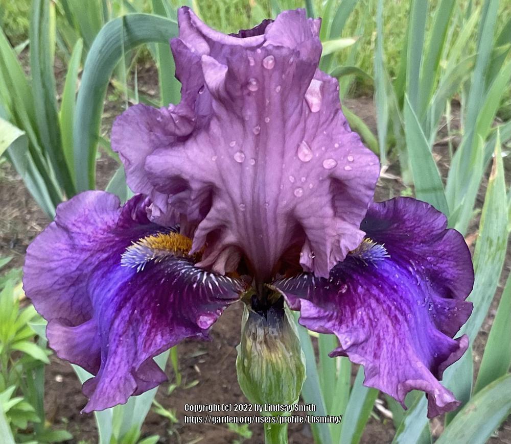 Tall Bearded Iris (Iris 'Grape Escape') in the Irises Database - Garden.org