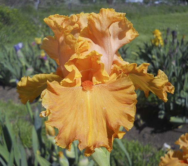 Photo of the bloom of Tall Bearded Iris (Iris 'Howard Bushnell') posted ...