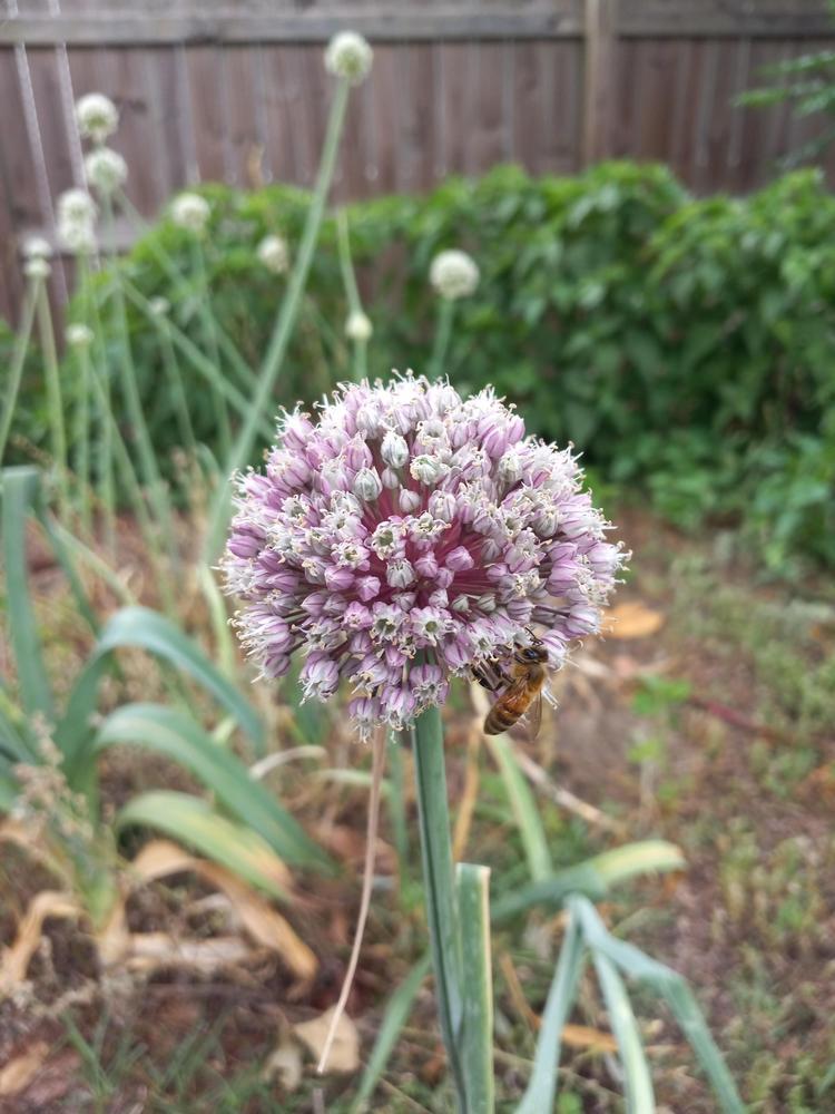 Leek (Allium ampeloprasum 'Zermatt') in the Leeks Database - Garden.org