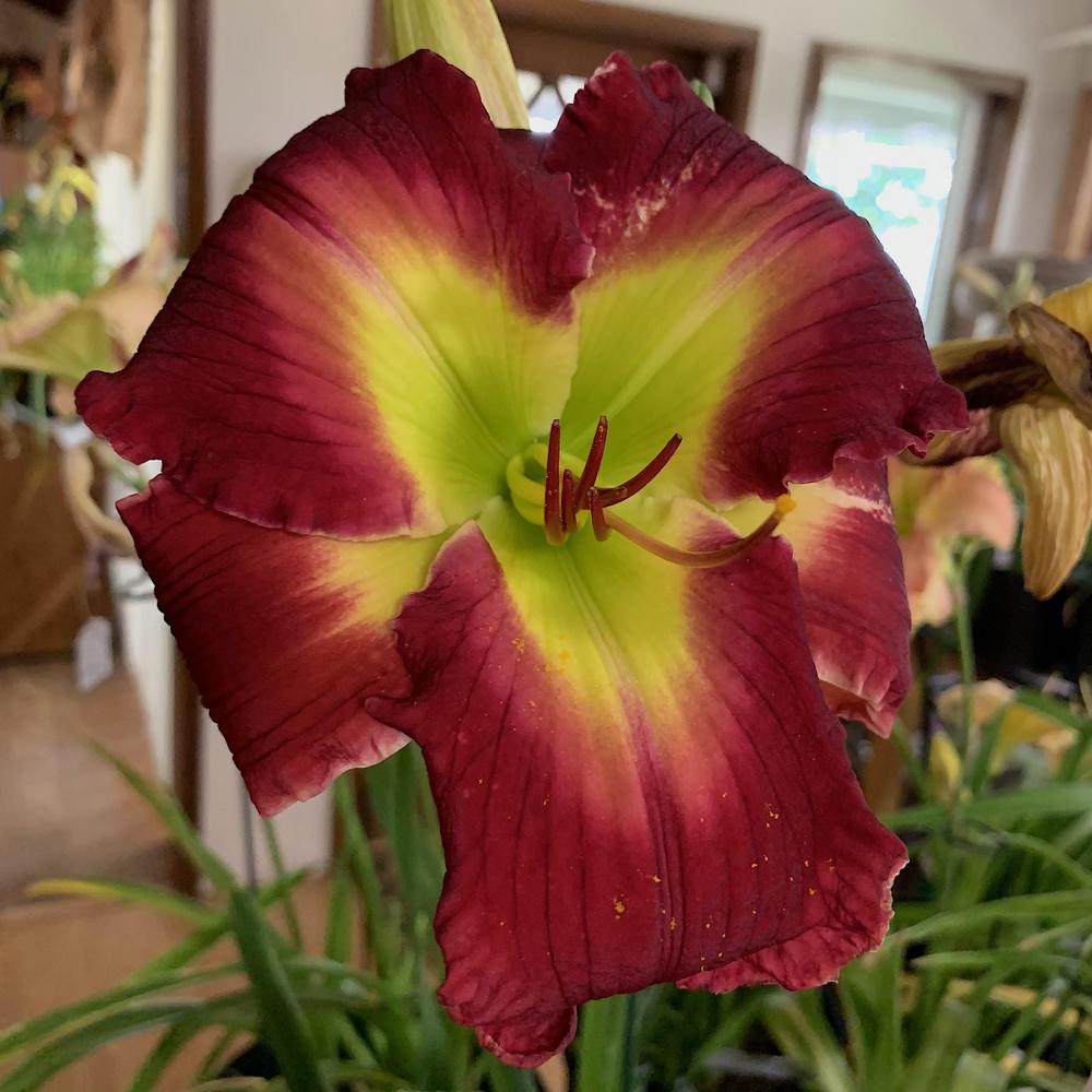 Photo of the bloom of Daylily (Hemerocallis 'Erupting Red') posted by ...