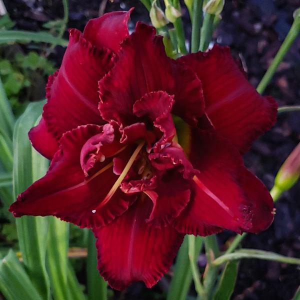Daylily (Hemerocallis 'Screaming Scarlet') in the Daylilies Database ...