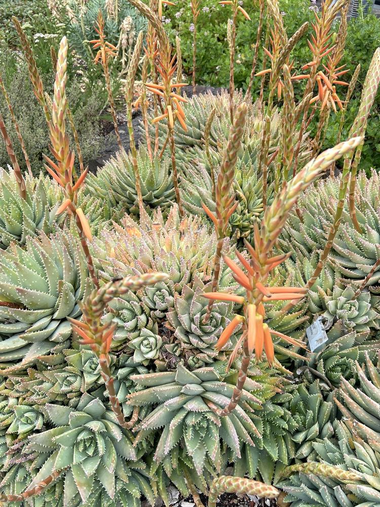 Photo of the entire plant of Short Leaved Aloe (Aloe brevifolia) posted ...