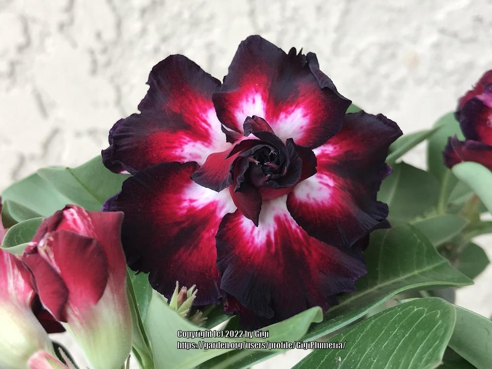 Photo of the bloom of Adenium (Adenium obesum 'Black Romance') posted ...