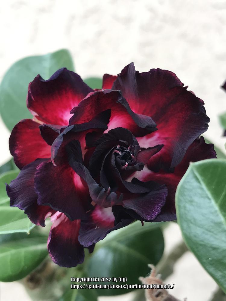 Photo of the bloom of Adenium (Adenium obesum 'Black Romance') posted ...