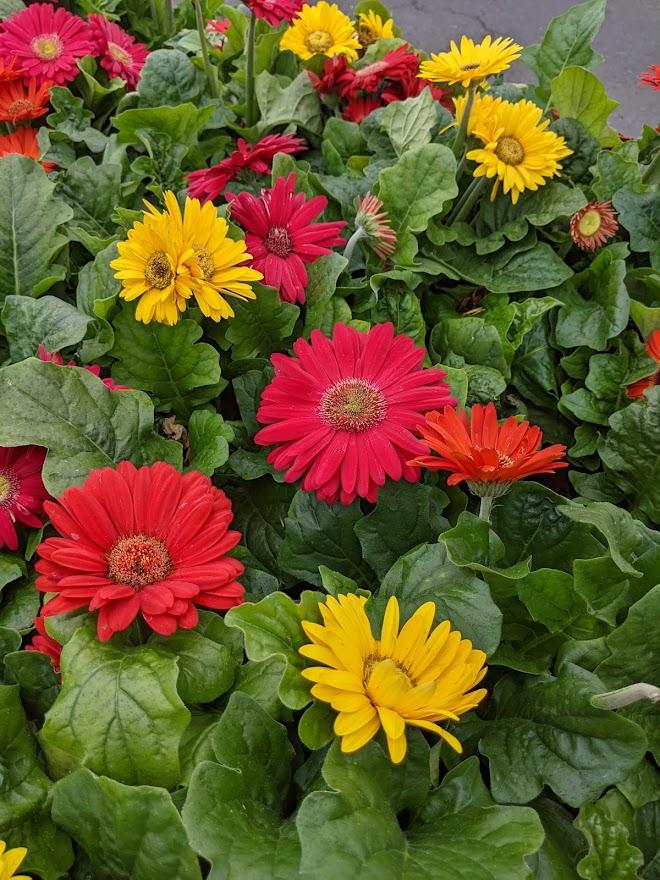 Photo of the entire plant of Gerbera Daisy (Gerbera jamesonii ...
