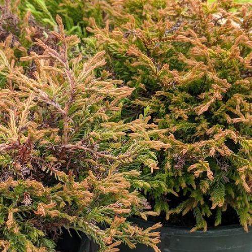American Arborvitae (Thuja occidentalis 'Golden Tuffet') in the ...