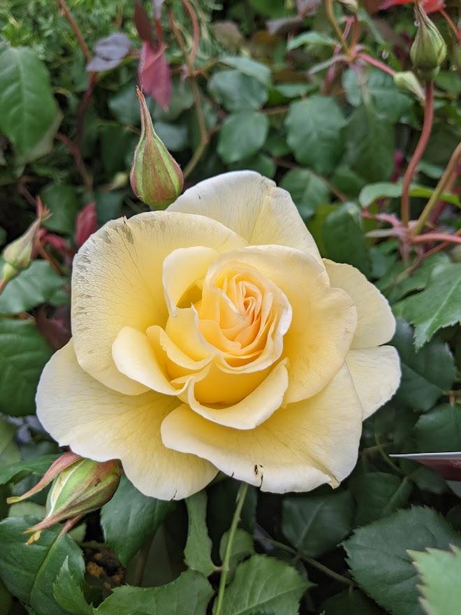 Photo of the bloom of Rose (Rosa 'High Voltage') posted by Joy - Garden.org